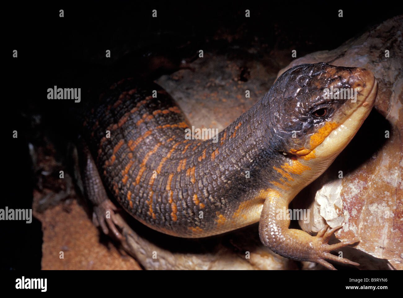 Berber skink Eumeces schneideri (Novoeumeces schneideri), Scincedae ...