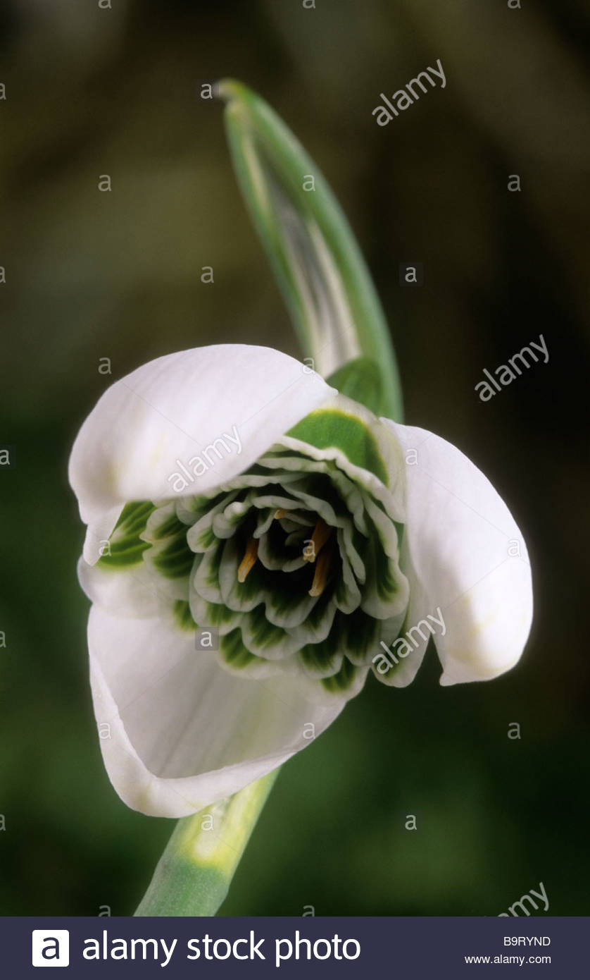 Hippolyta Stock Photos & Hippolyta Stock Images - Alamy