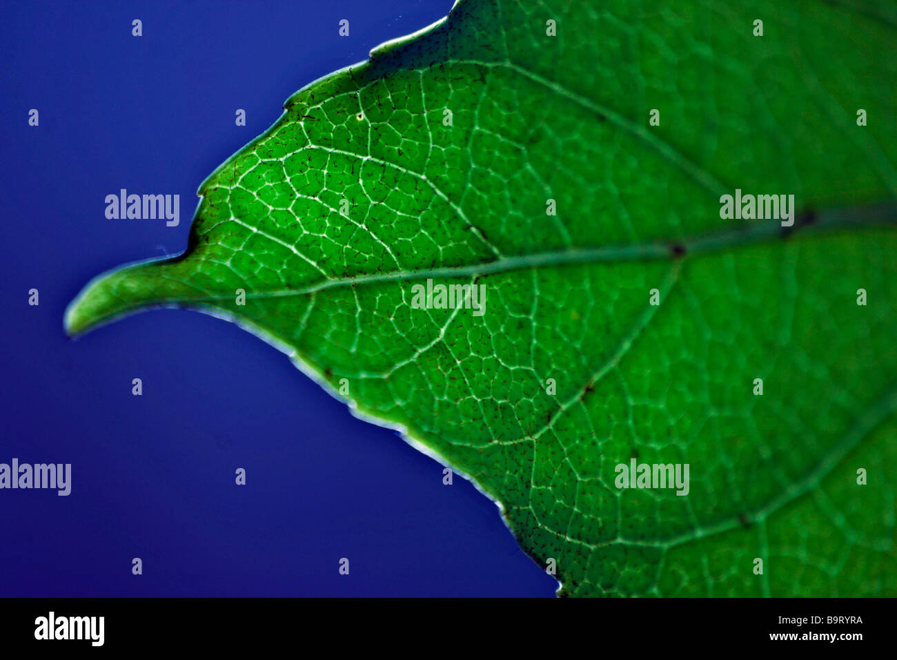 green leef close up Stock Photo - Alamy