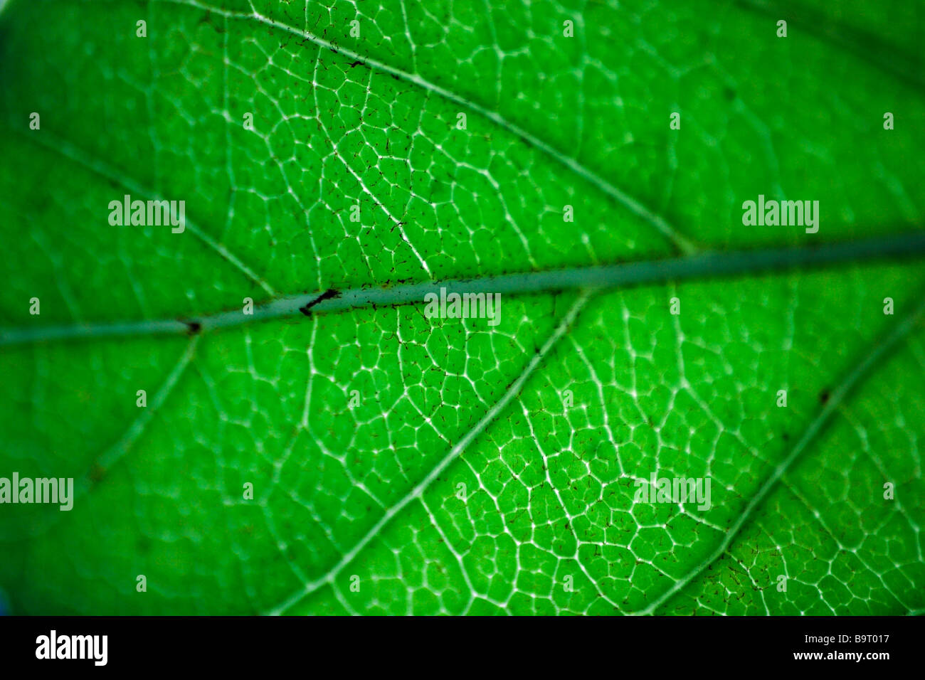 leaf green extreeme close up Stock Photo - Alamy