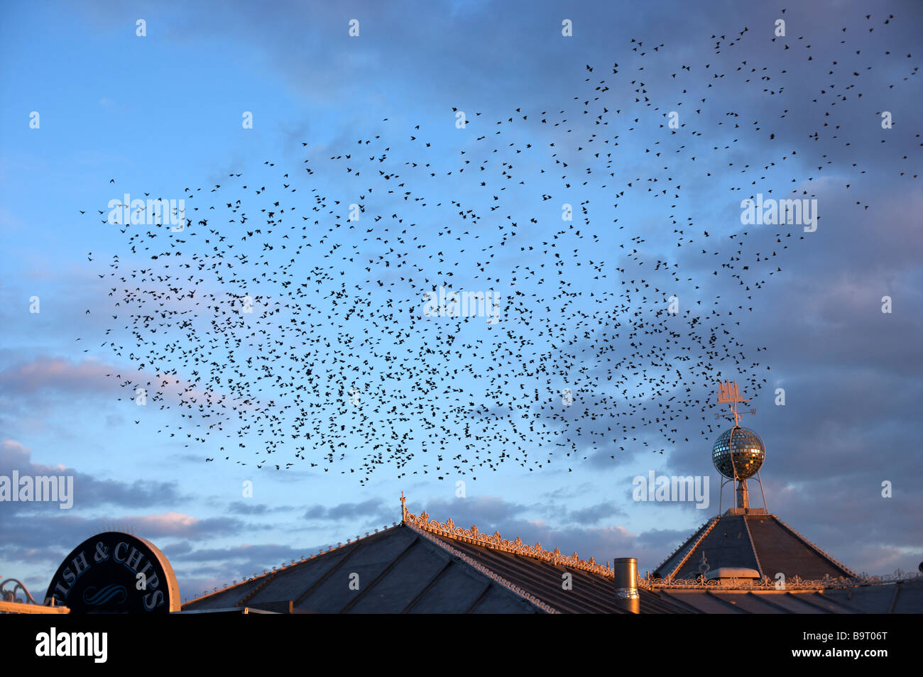 Birds flocking at sunset, Brighton, England Stock Photo - Alamy