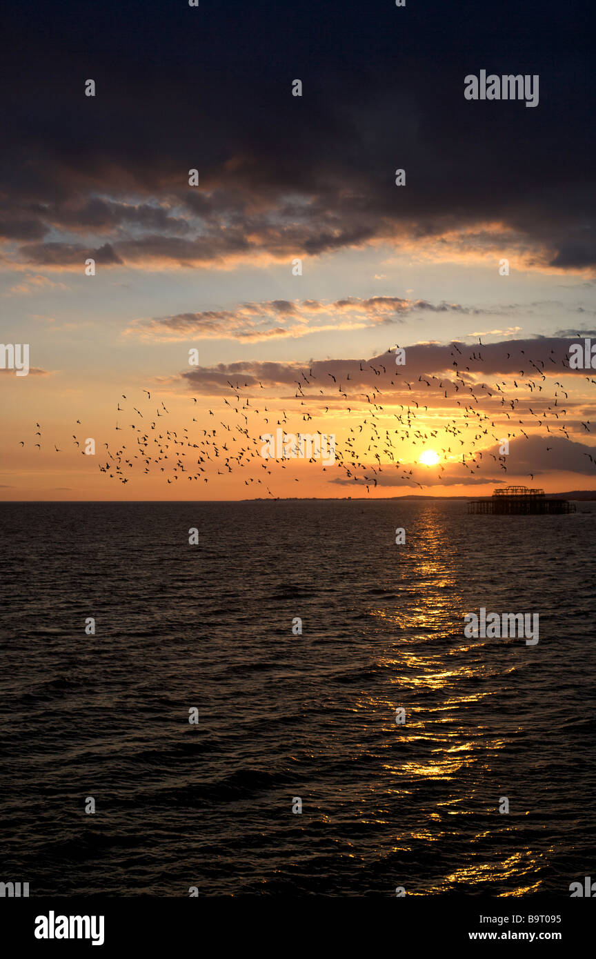 Birds flocking at sunset, Brighton, England Stock Photo - Alamy