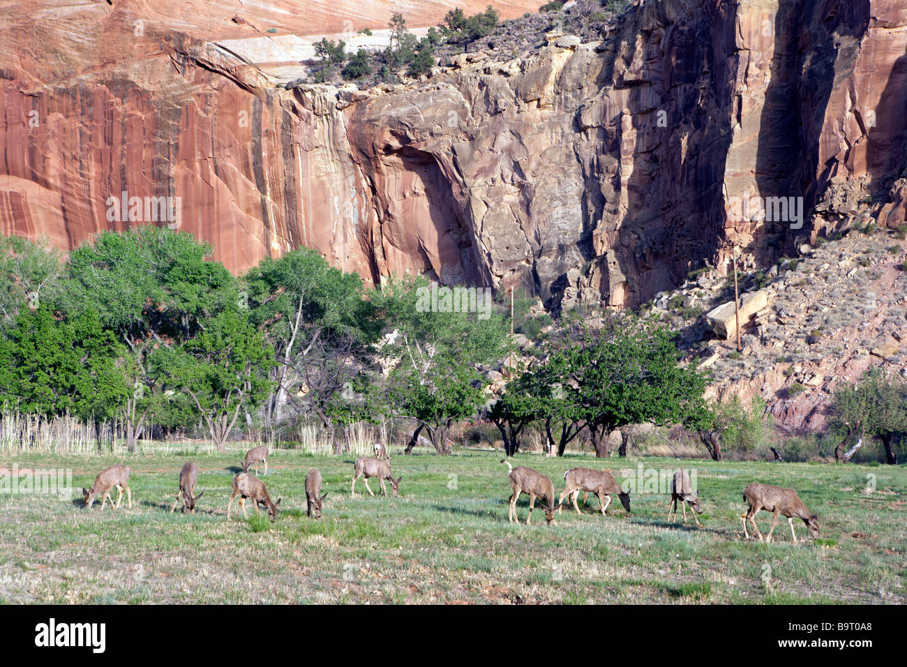 Herd of Mule Deer in Capitol Reef National Park Utah USA Stock Photo ...