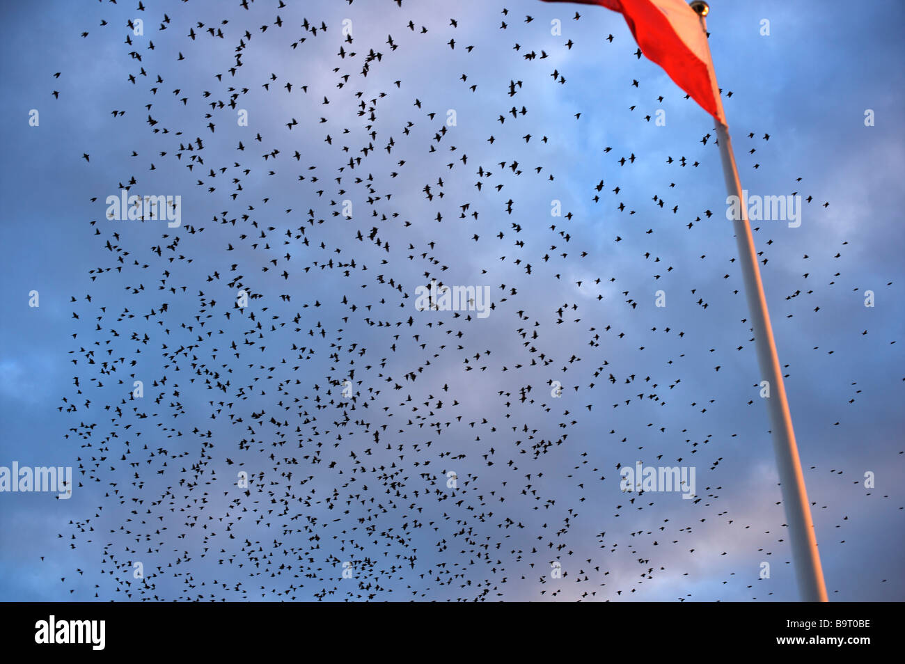 Flocking behaviour birds hi-res stock photography and images - Alamy