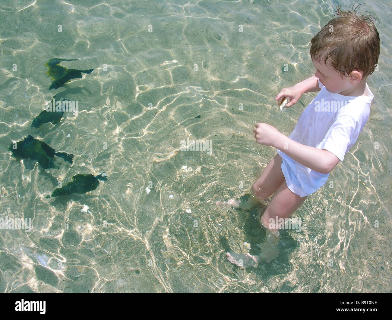 boy feed fish water Stock Photo - Alamy