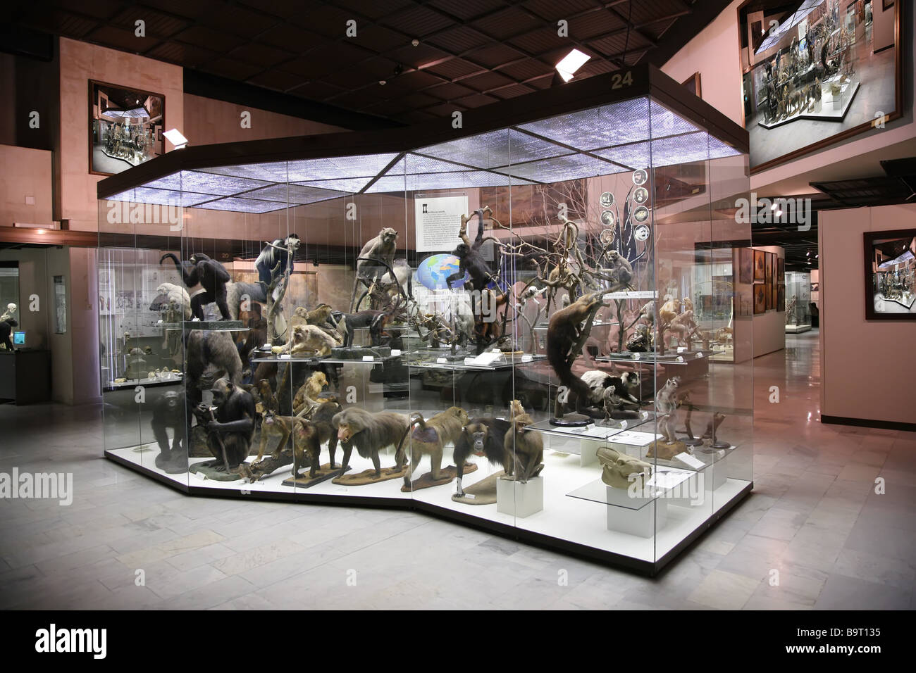 Gorilla primate museum exhibition hi-res stock photography and images ...