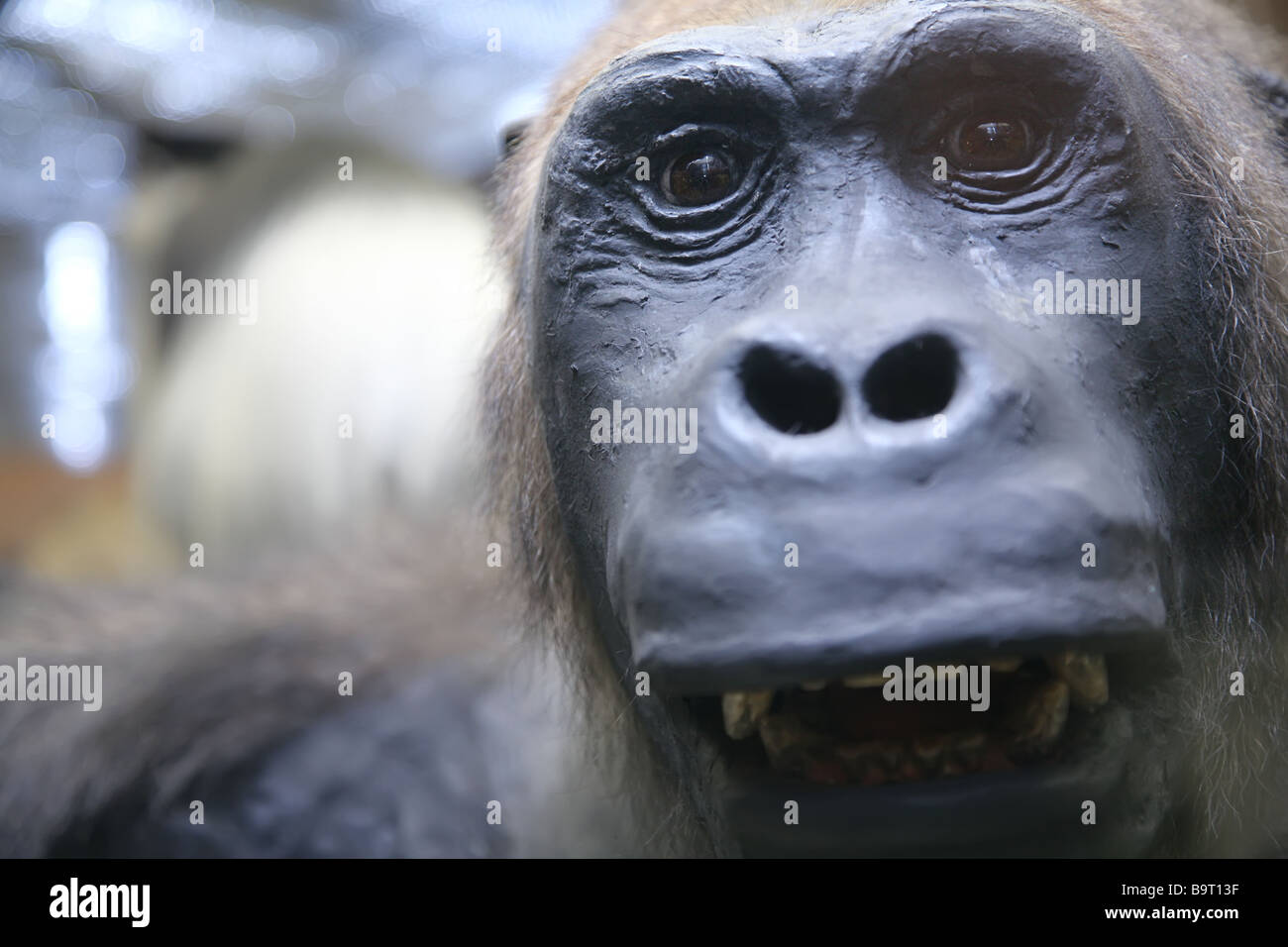 monkey close-up portrait Stock Photo - Alamy