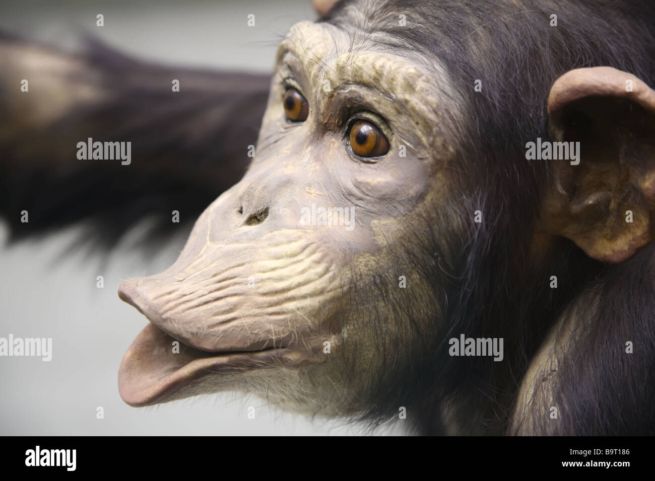 Chimpanzee Muscle Vs Human Muscle