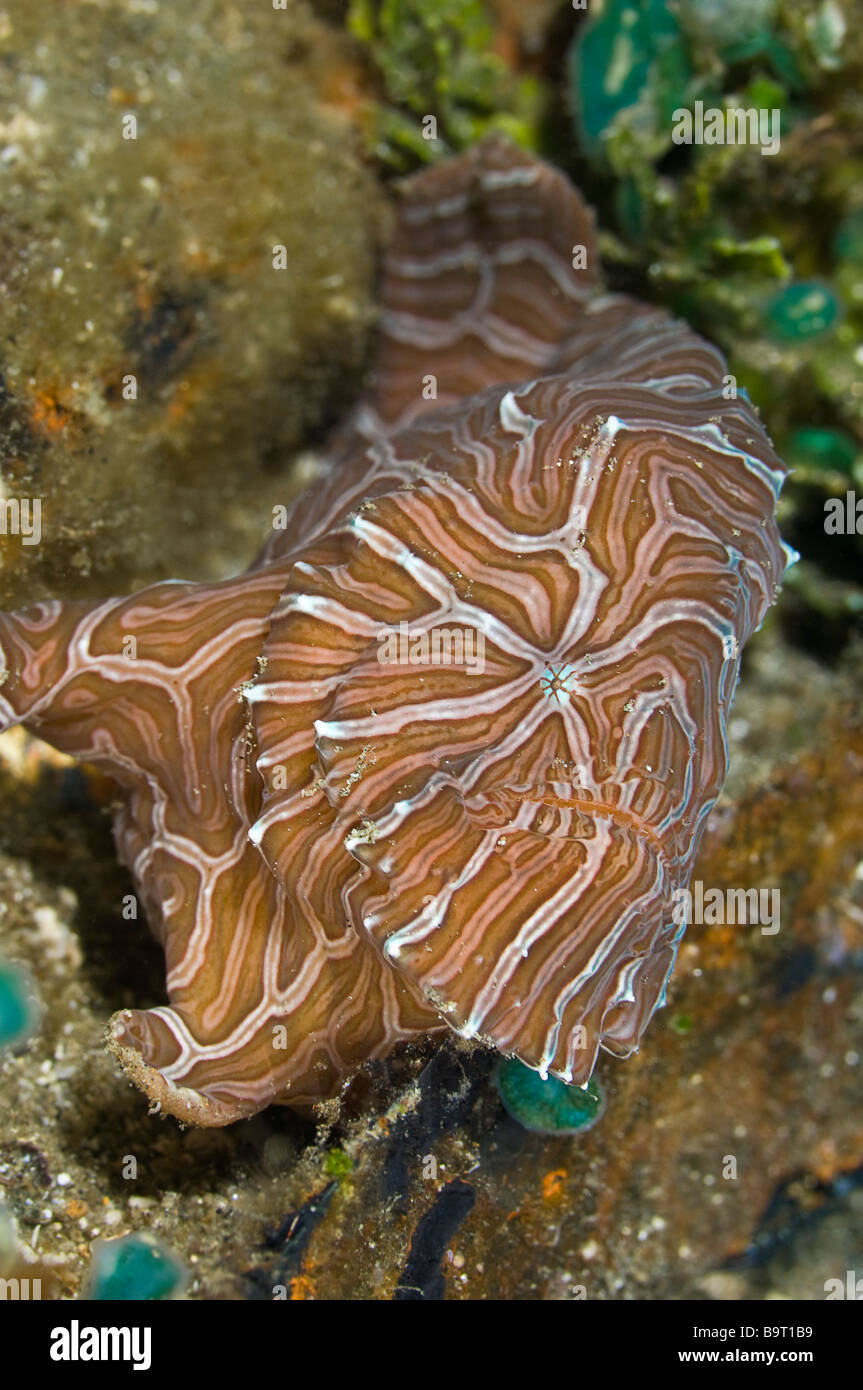 Psychedelic frogfish hi-res stock photography and images - Alamy