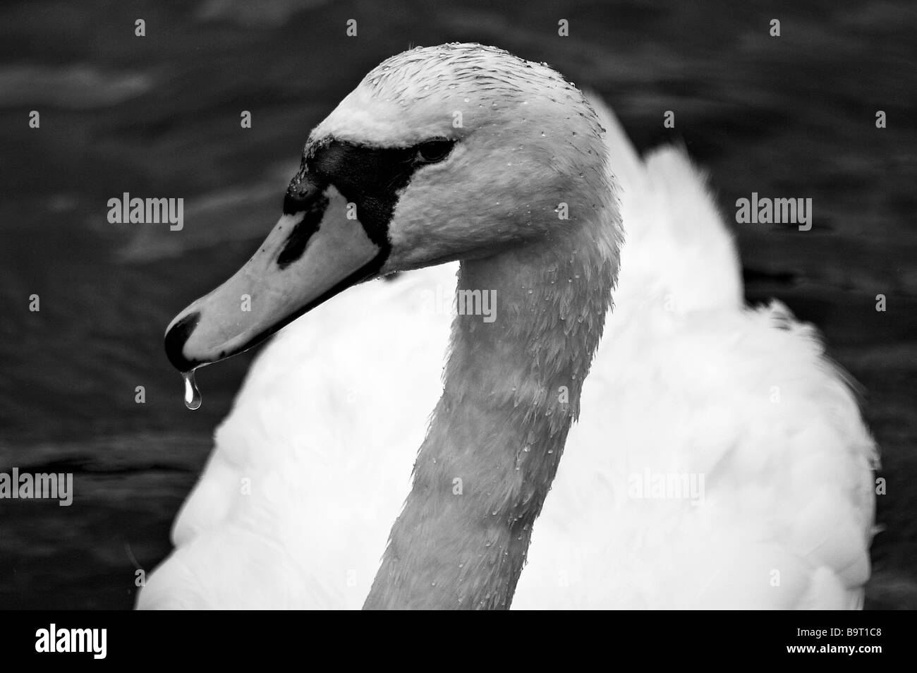 Drip head Black and White Stock Photos & Images - Alamy