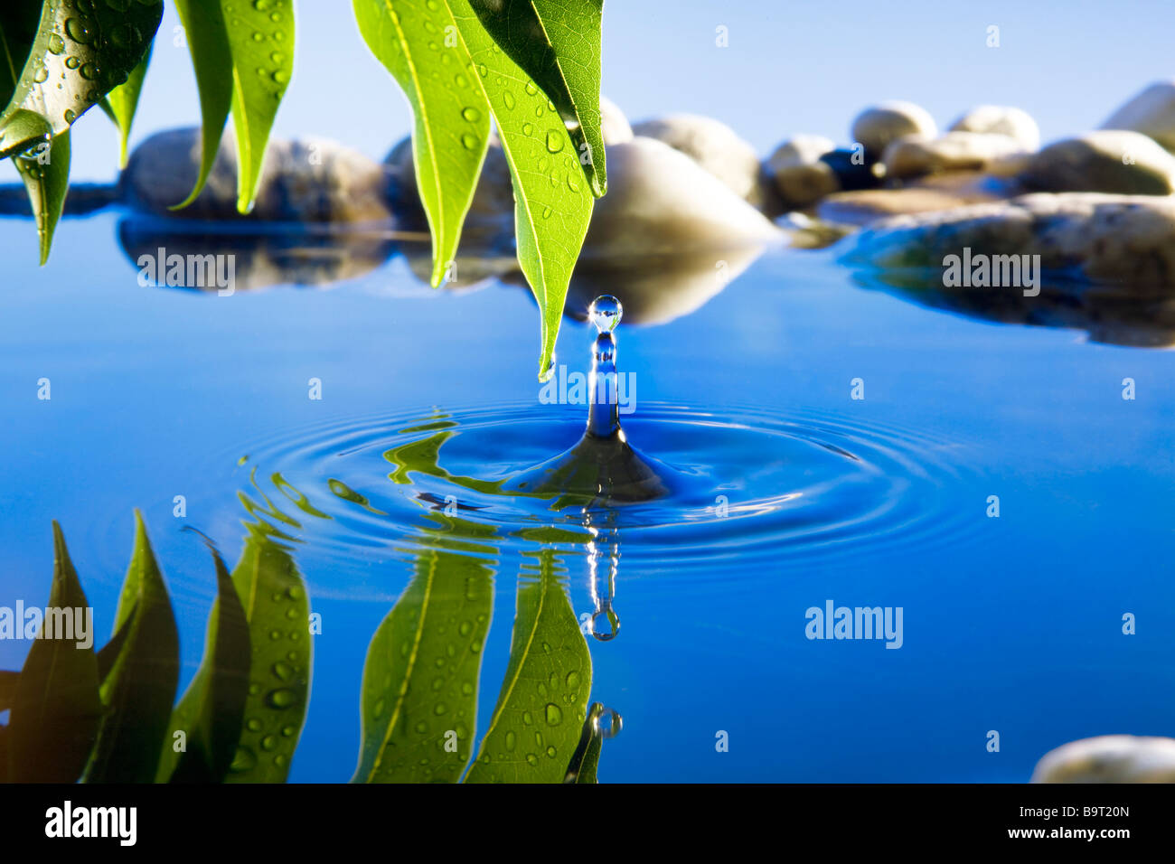 Waterdrop falling from a leave into a mirrorlike water surface forming ...