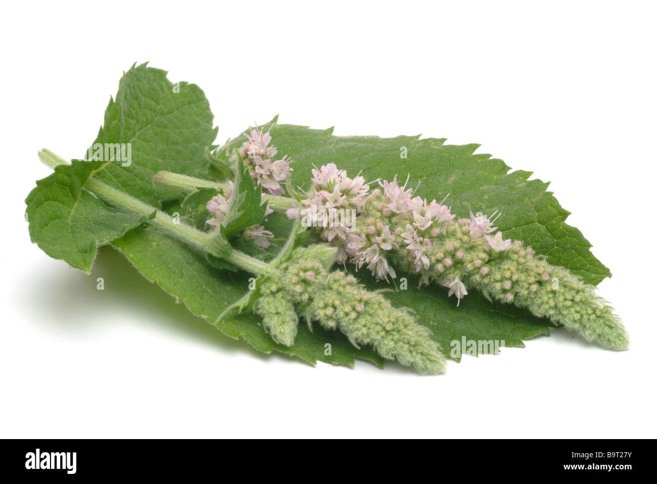Medicinal plant Horse Mint Biblical mint Long leaved mint Roßminze ...