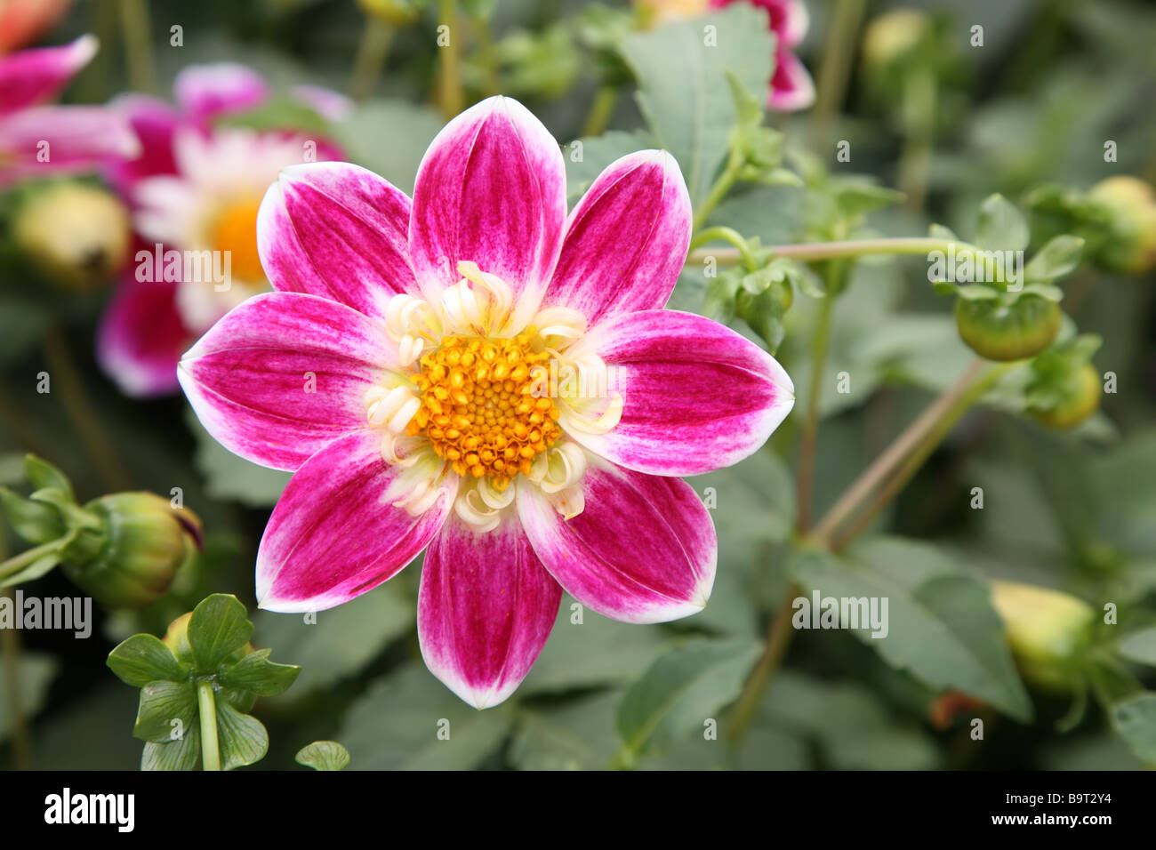 flower of dahlia Stock Photo - Alamy