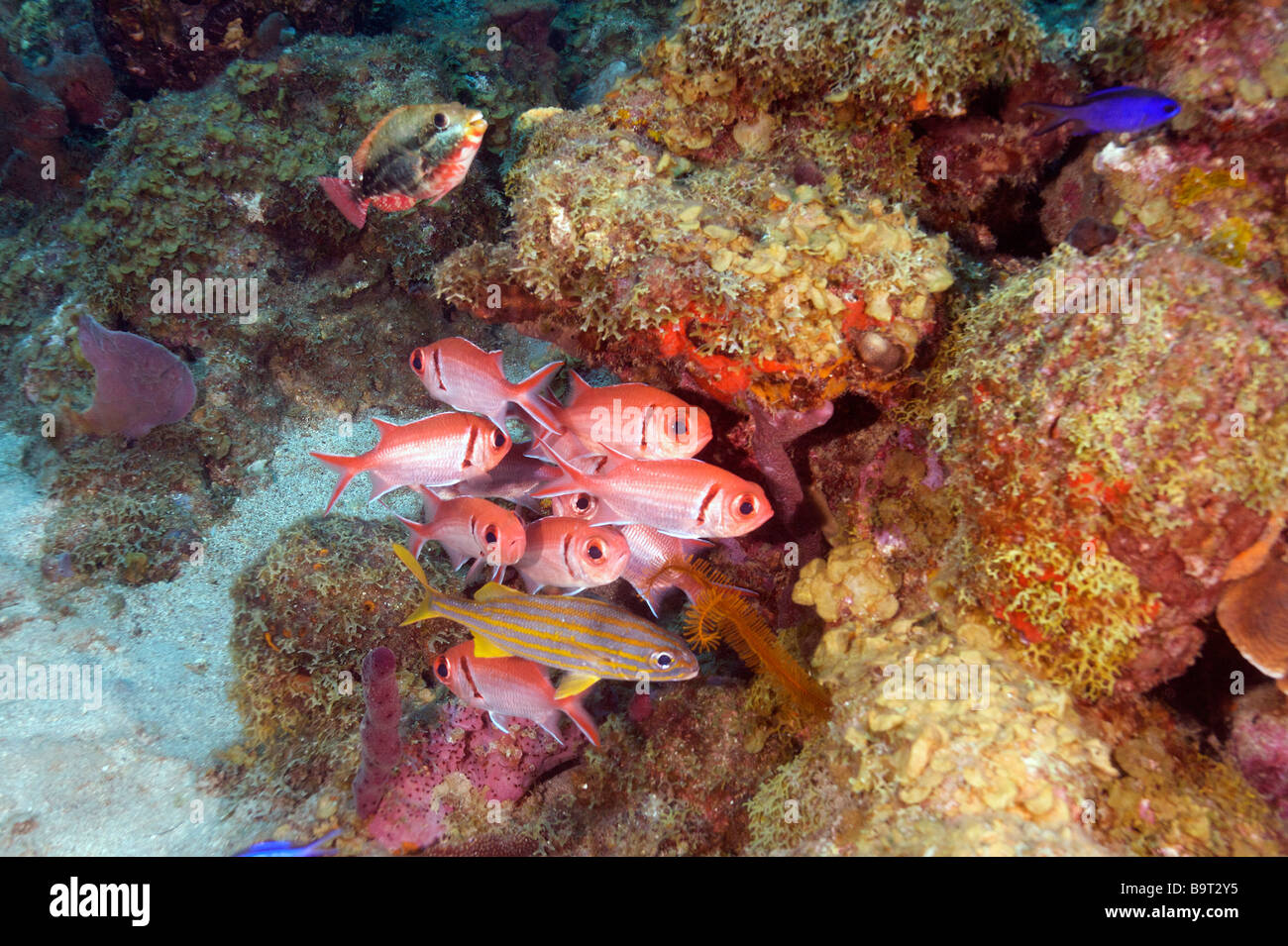 Caribbean underwater life Stock Photo - Alamy
