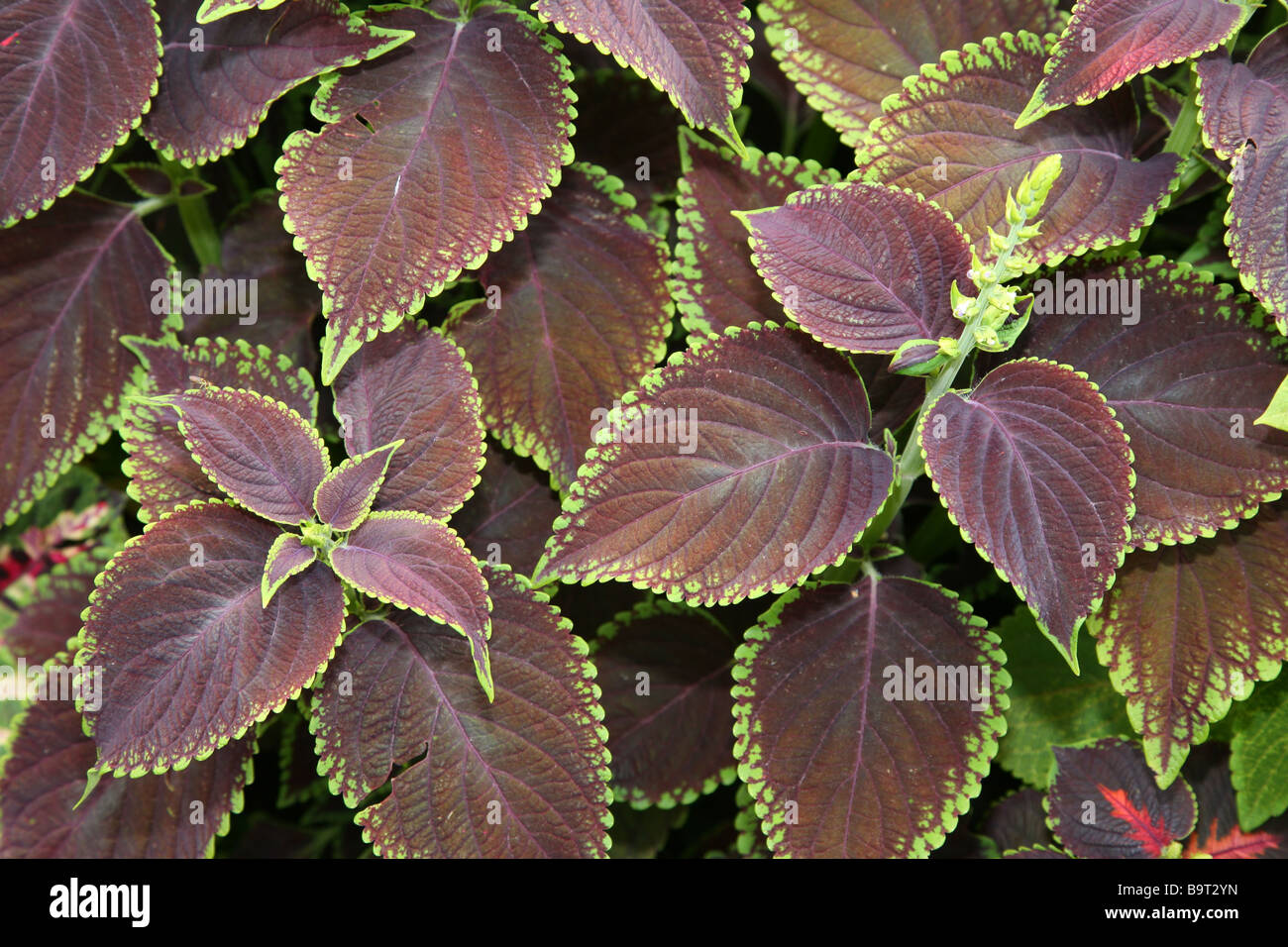 Coleus blumei hi-res stock photography and images - Alamy