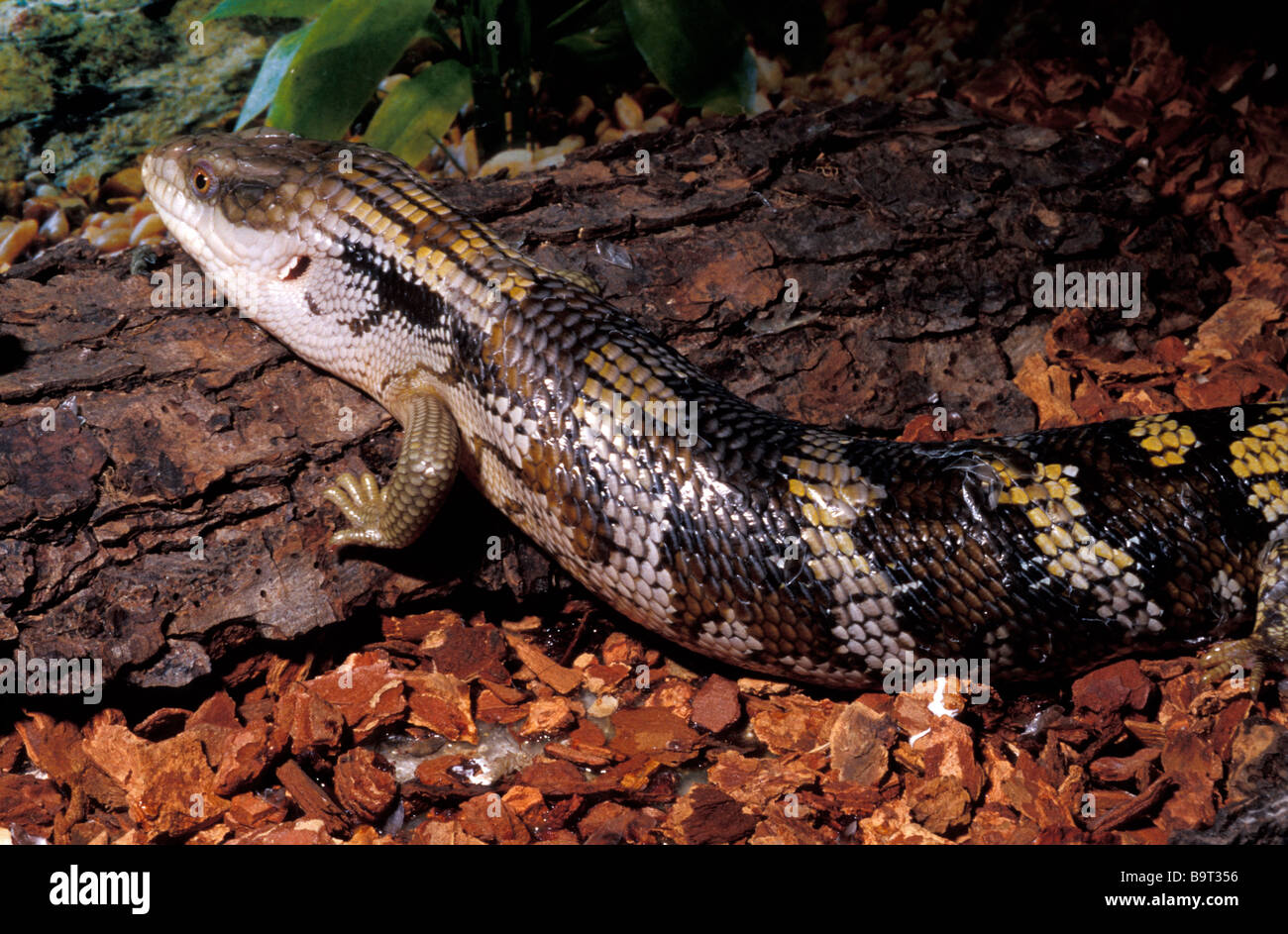 Eastern Blue-tongued head, Tiliqua scincoides, Scincidae, Australia ...