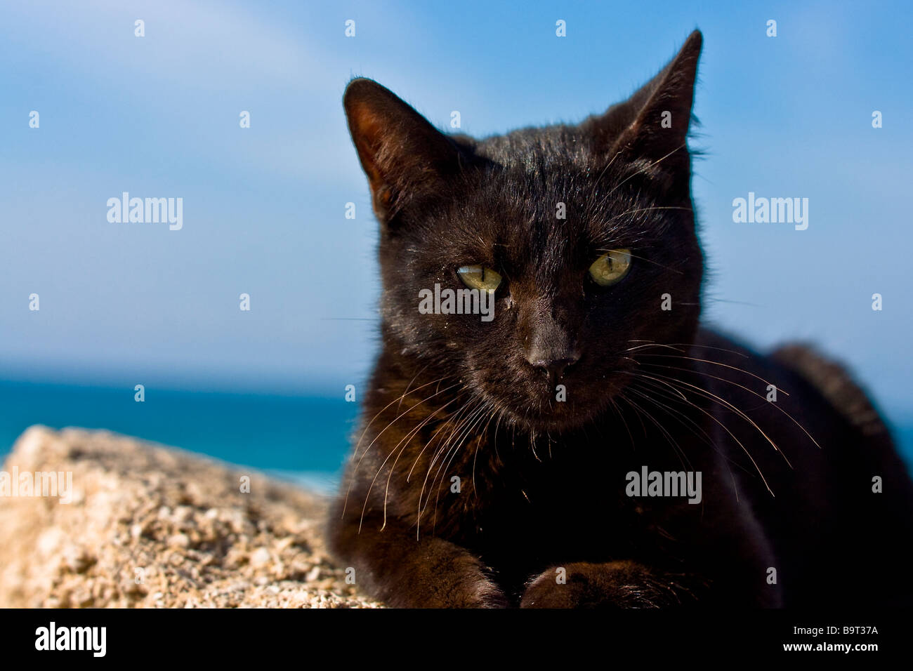 Israeli cat hi-res stock photography and images - Alamy