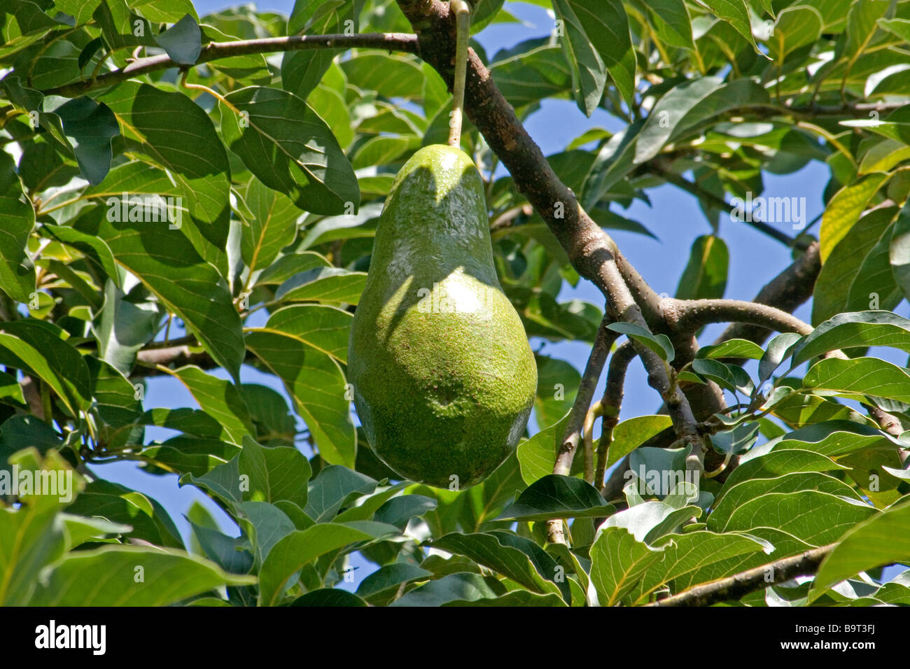 Avocado on a tree Stock Photo - Alamy