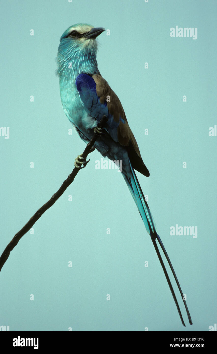 ABYSSINIAN ROLLER (Coracias abyssinica) The Gambia. West Africa Stock ...