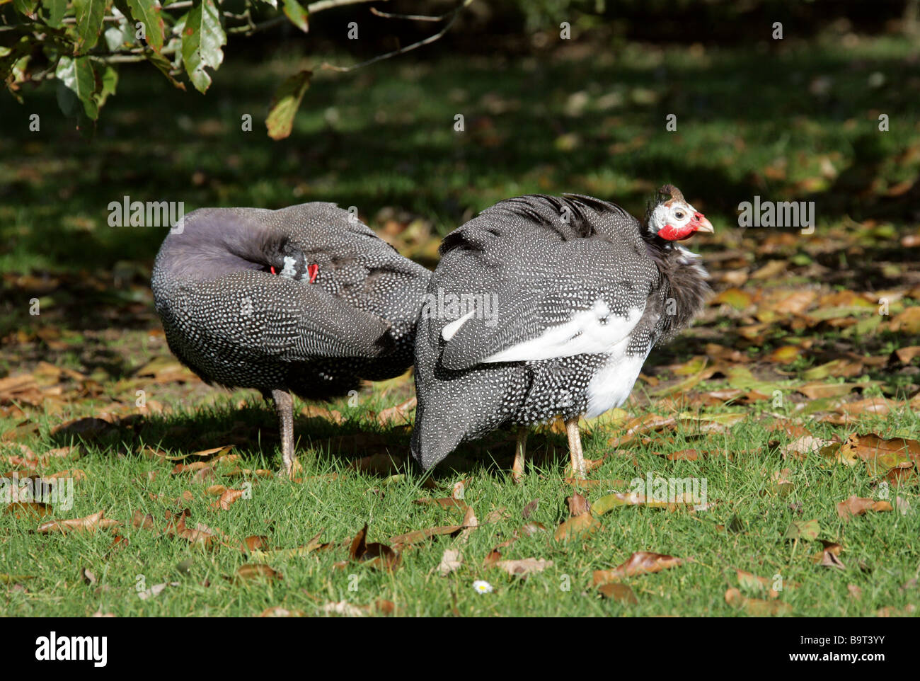 Guineafowl Numididae High Resolution Stock Photography and Images - Alamy