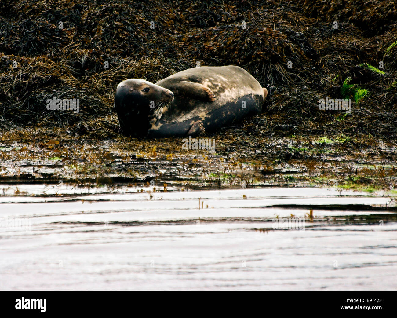 sea lion basking on rocks Stock Photo - Alamy