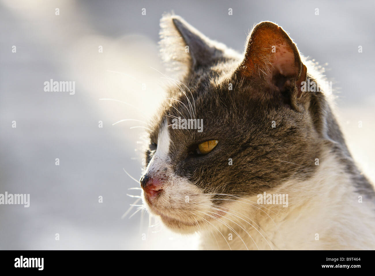Israeli cat hi-res stock photography and images - Alamy