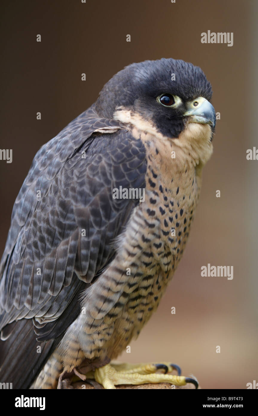 Peregrine Falcon profile International Centre for Birds of Prey Newent ...