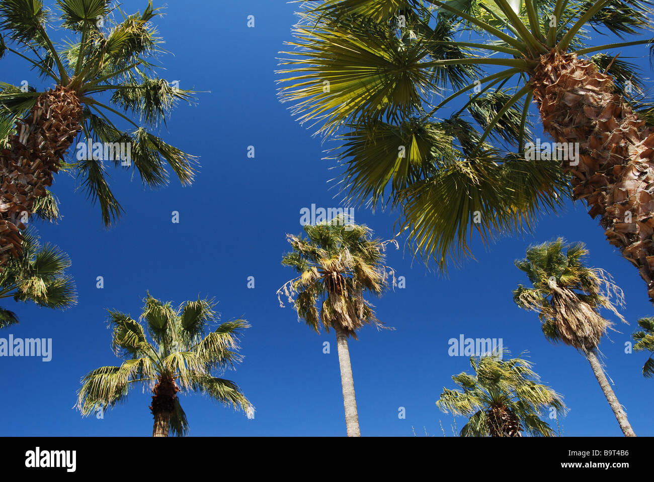Palmy hi-res stock photography and images - Alamy