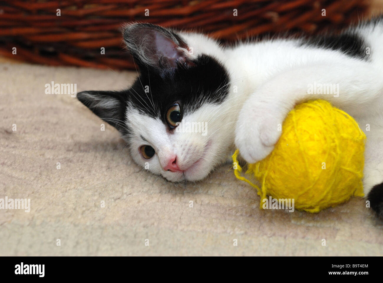 Young cat with yellow a ball of wool Stock Photo - Alamy