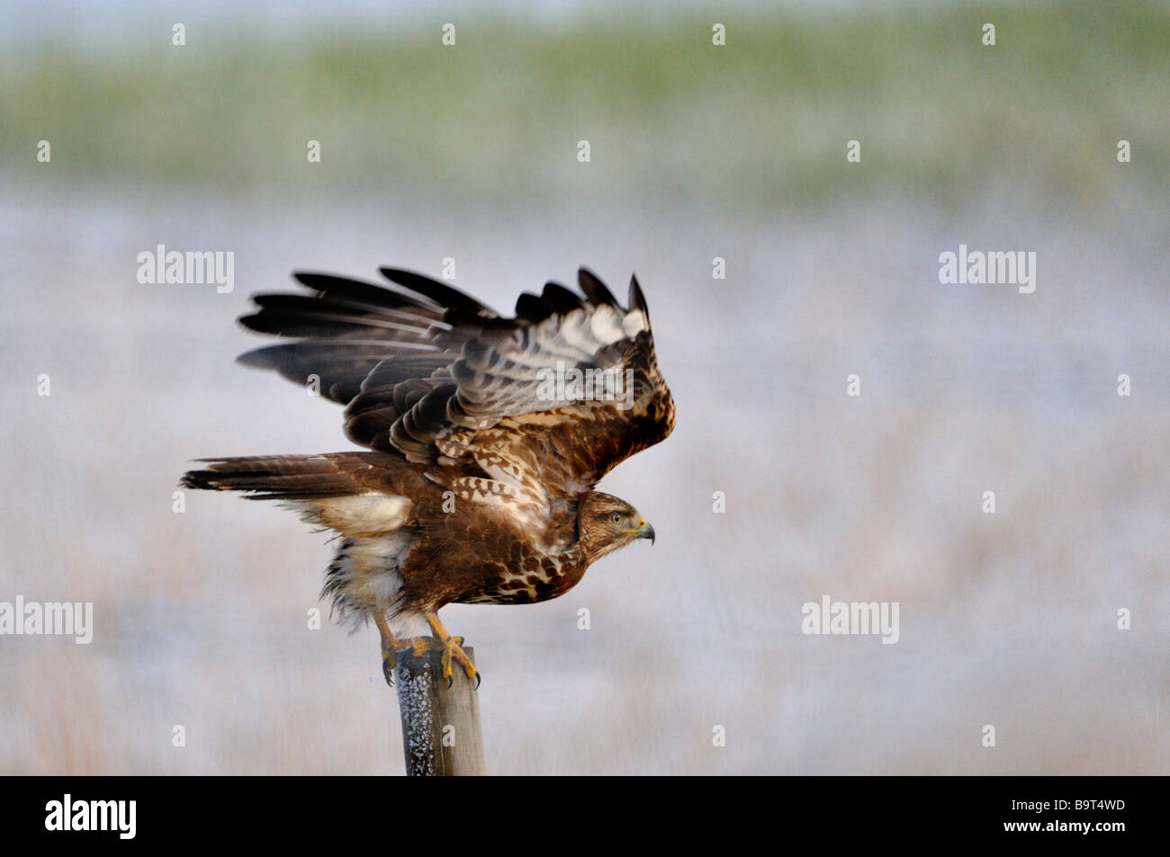 Buzzard scotland hi-res stock photography and images - Alamy