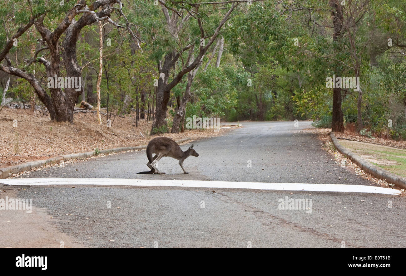 Kangaroos crossing road hi-res stock photography and images - Alamy