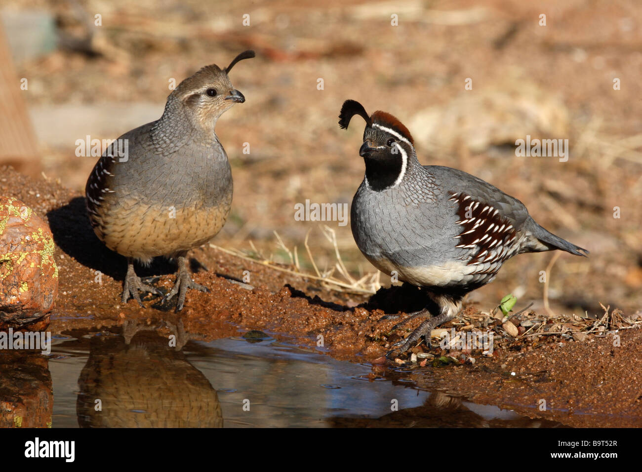 Quail male and female hi-res stock photography and images - Alamy
