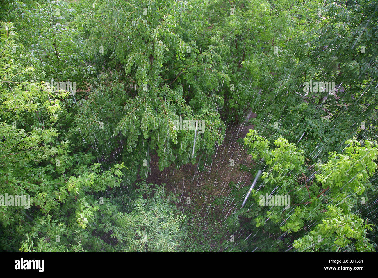 trees in the rain Stock Photo - Alamy