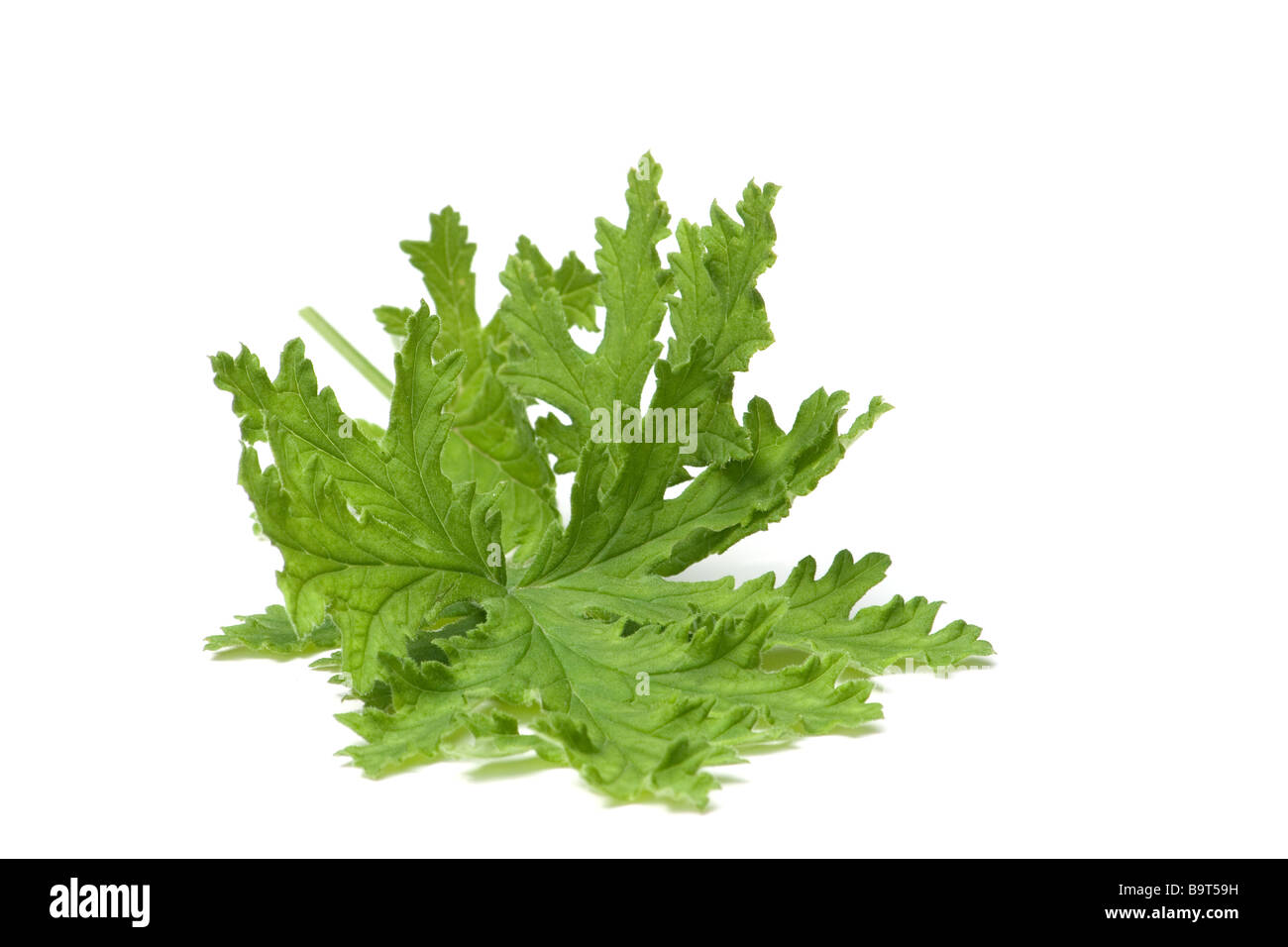 Rose Geranium leaves Stock Photo - Alamy