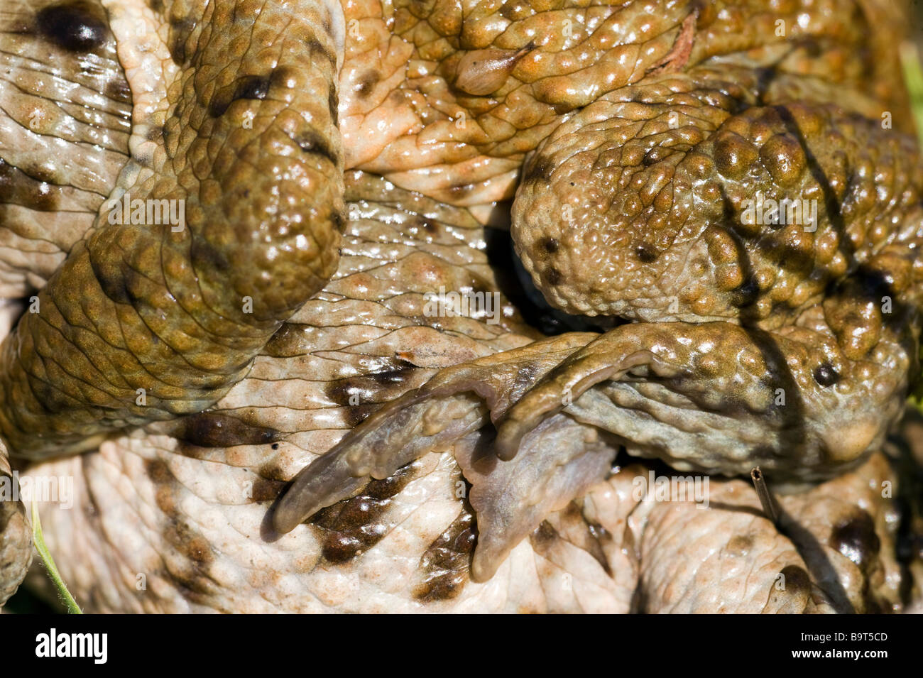 Common frog {Rana temporaria} Highlands Scotland Arbriacan water mating ...