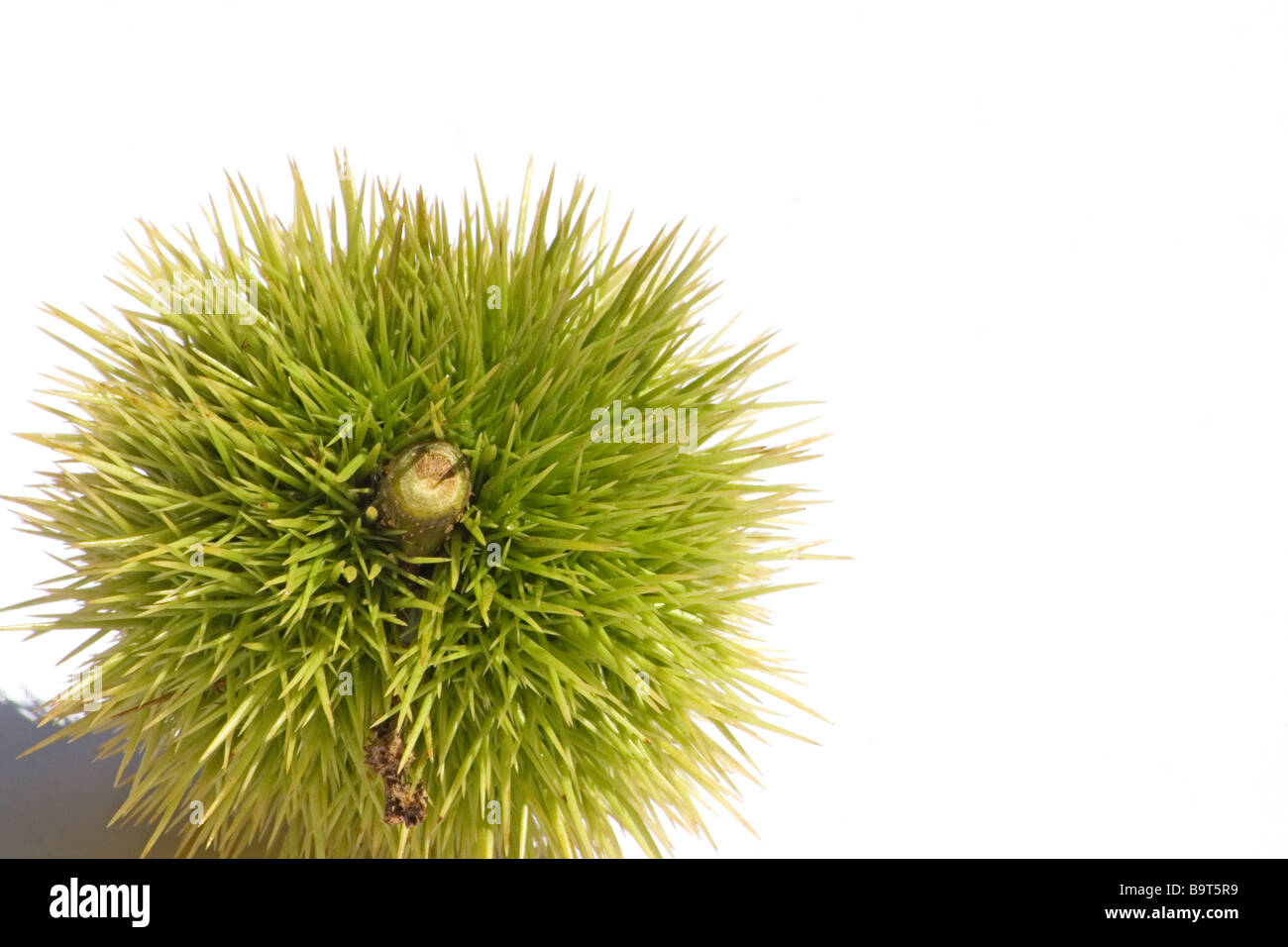Chestnut hull hi-res stock photography and images - Alamy