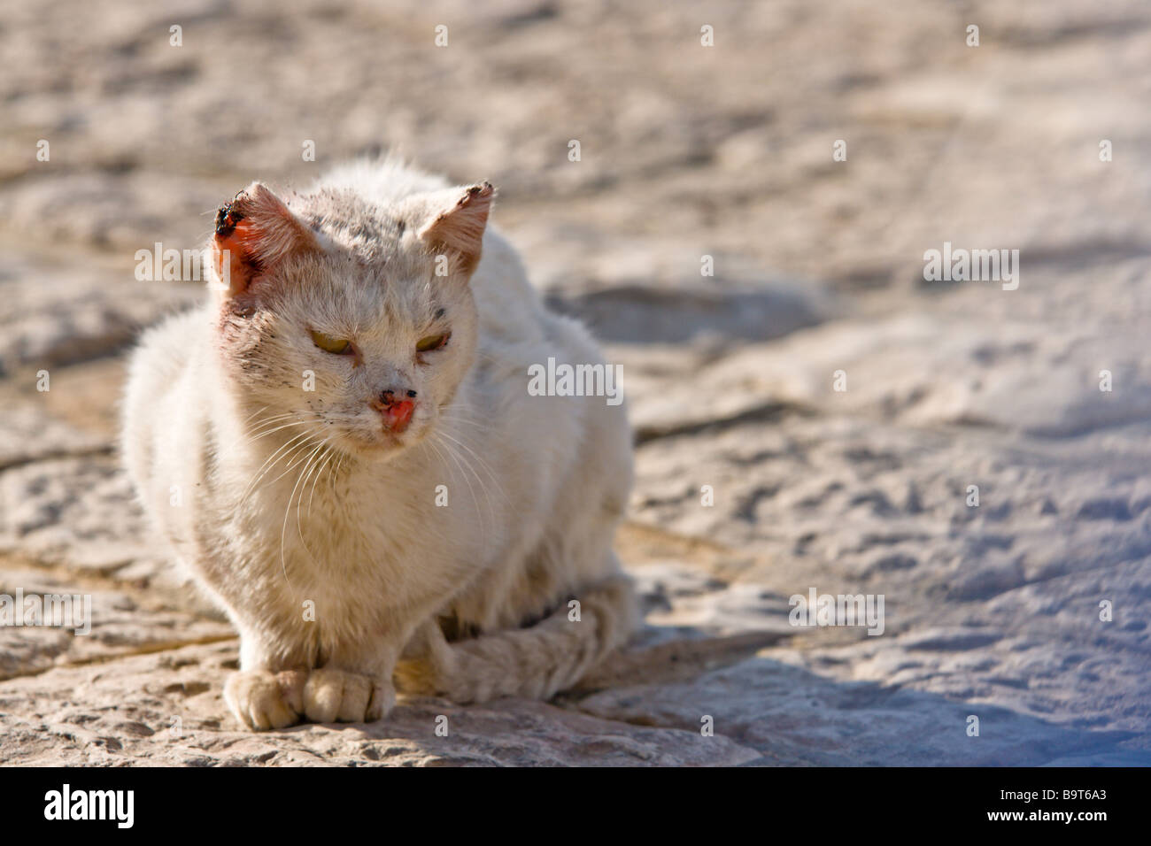 Israeli cat hi-res stock photography and images - Alamy