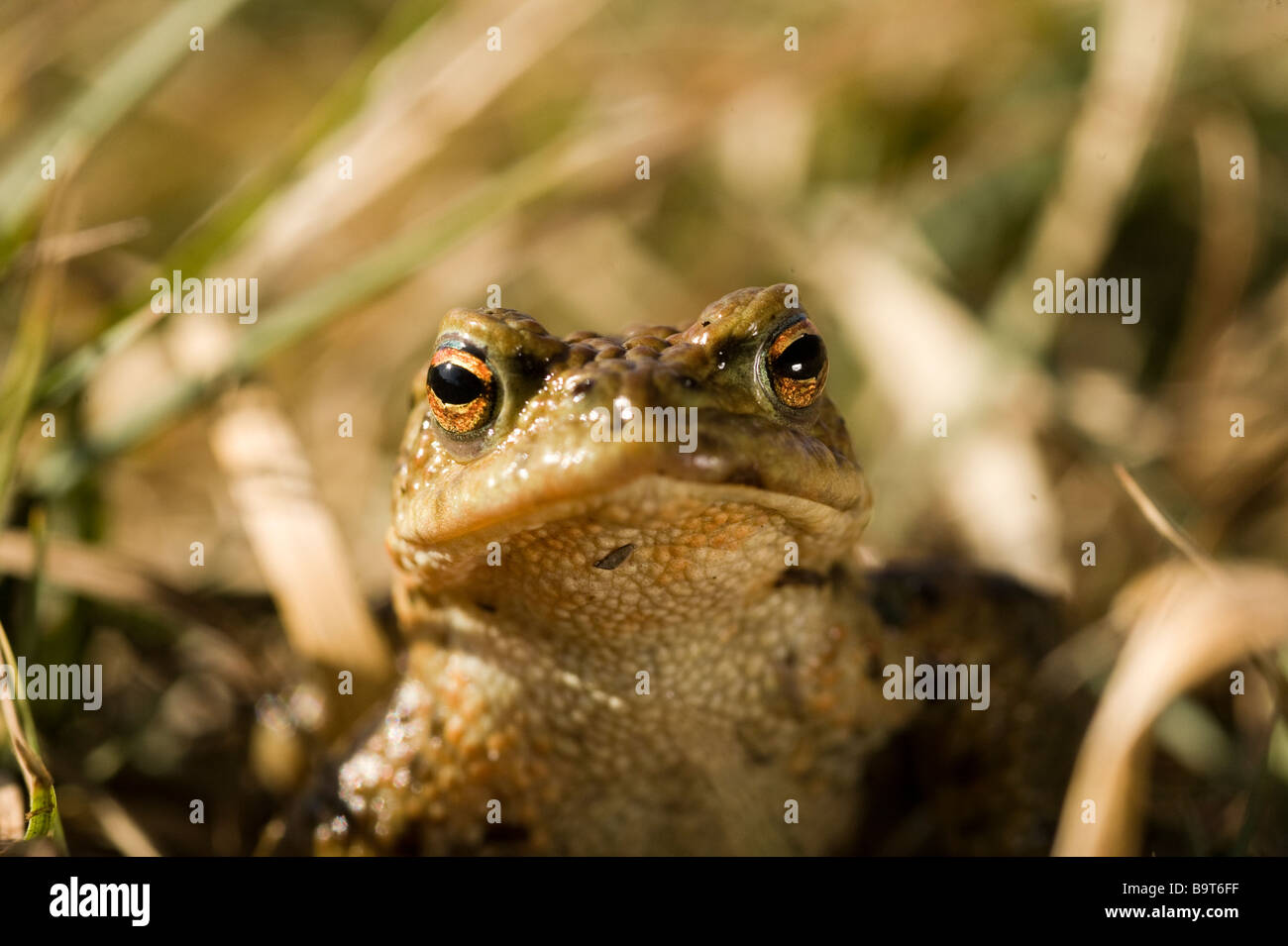 Common frog rana temporaria highlands hi-res stock photography and ...