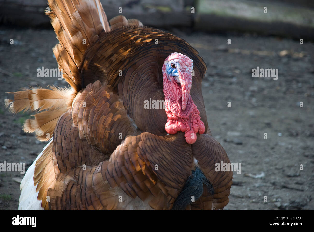 turkey head gobble farm wales christmas dinner roast ugly beak pink ...