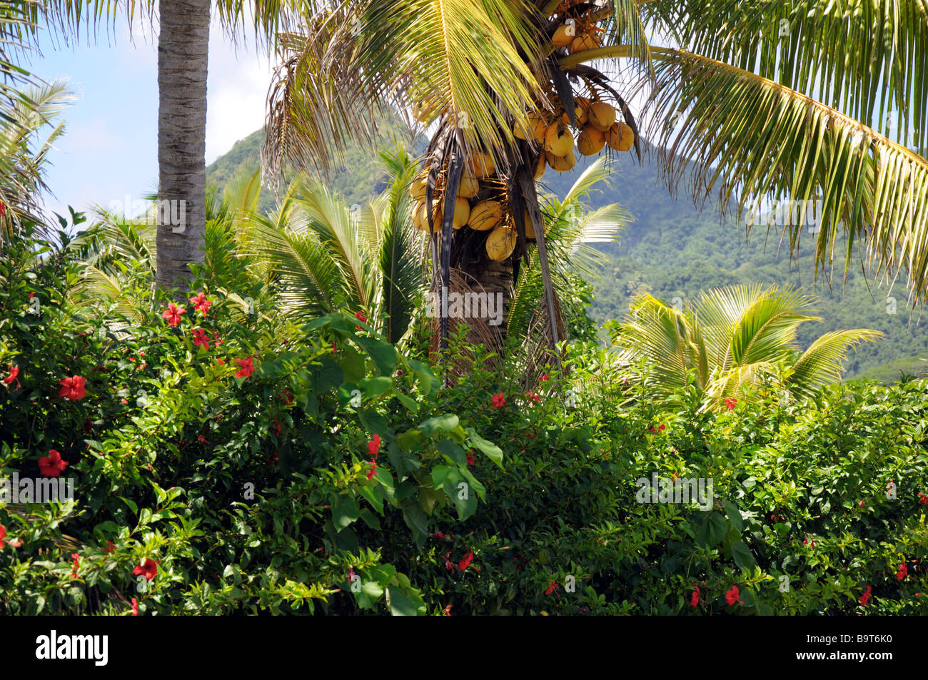 Tropical Fruit Rarotonga Cook Islands High Resolution Stock Photography ...