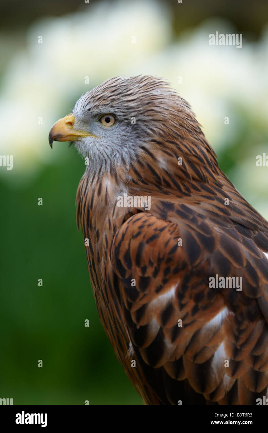 Red Kite Milvus milvus profile side of face head International Centre ...