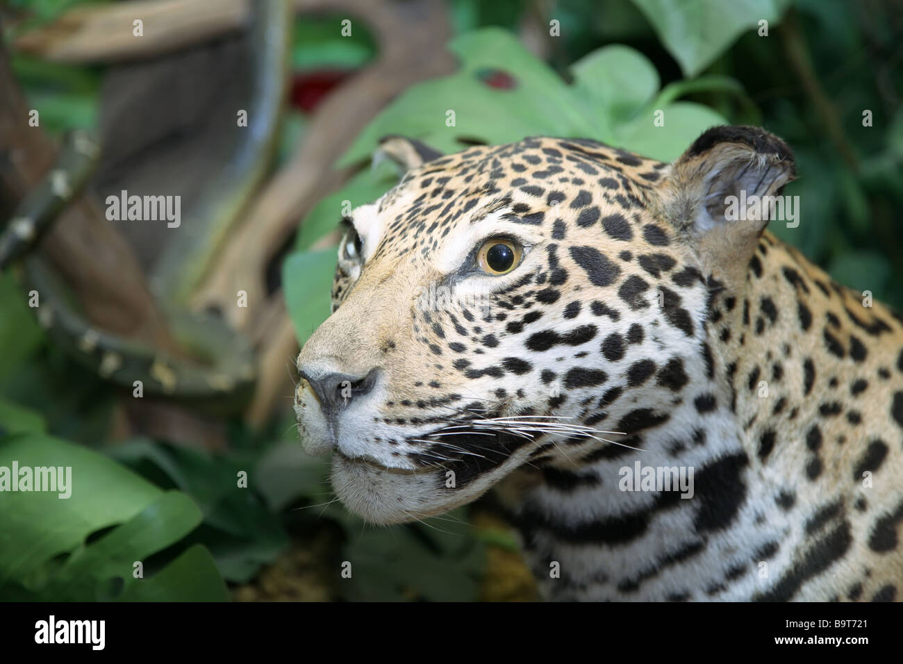 Leopard showing teeth hi-res stock photography and images - Alamy