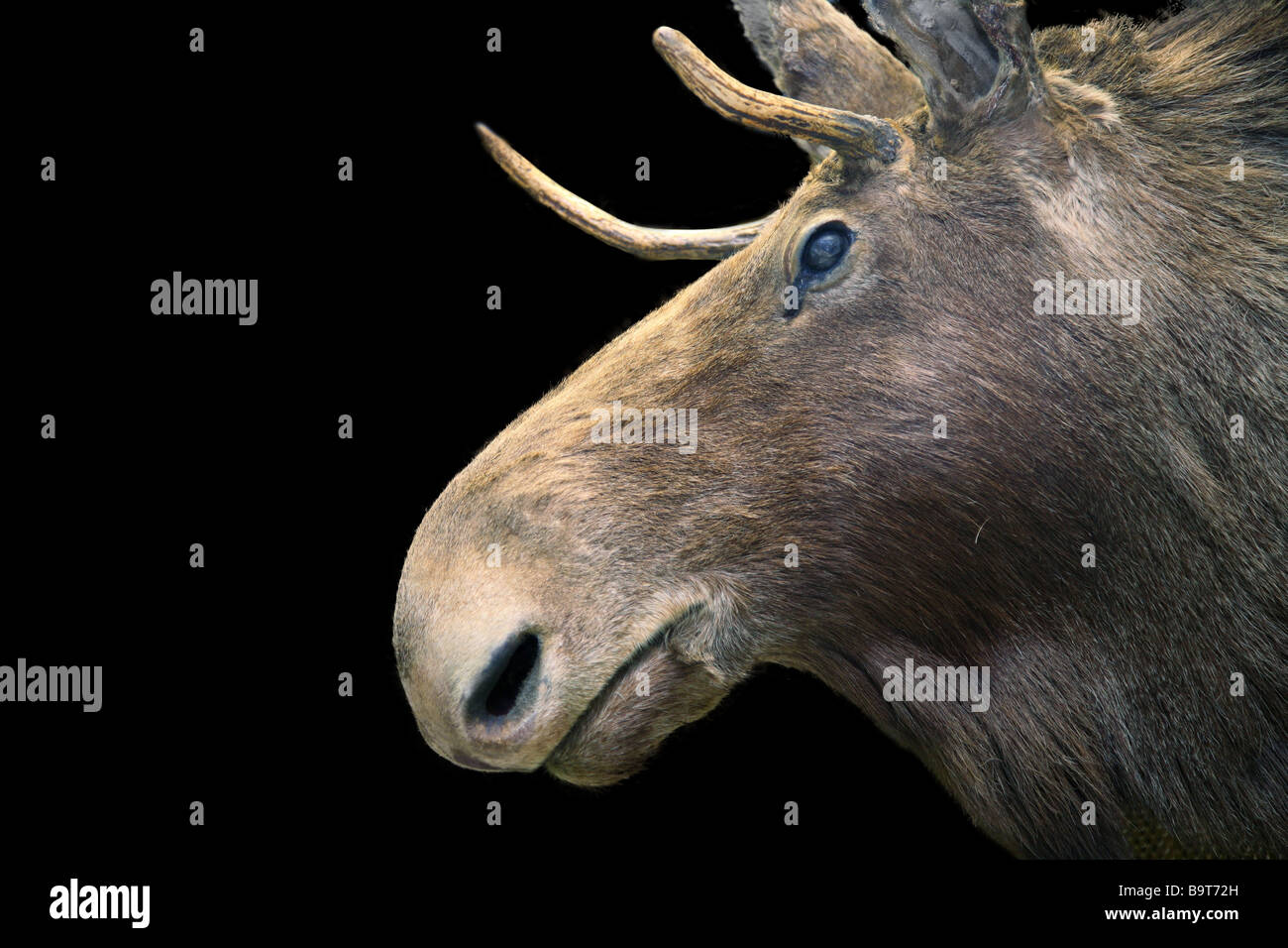 Staring moose hi-res stock photography and images - Alamy