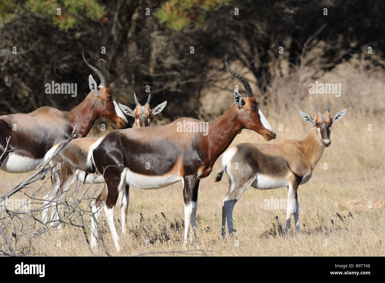 Calf Antelope High Resolution Stock Photography and Images - Alamy