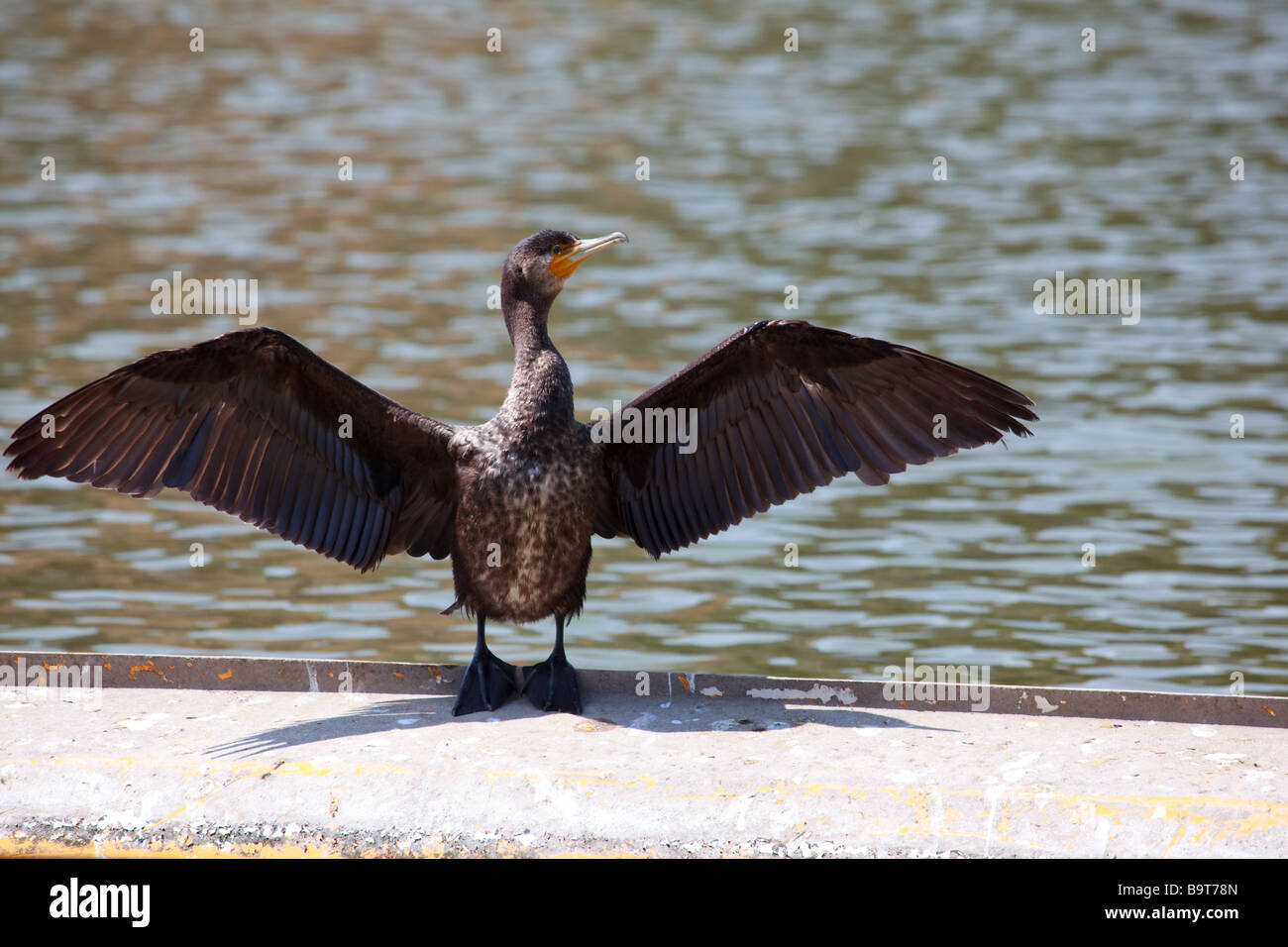 Cormorant taking sunbath hi-res stock photography and images - Alamy