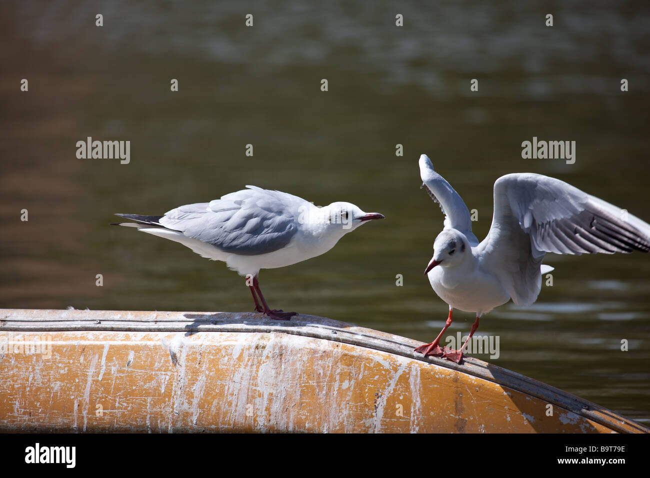 Conversation and seagulls hi-res stock photography and images - Alamy