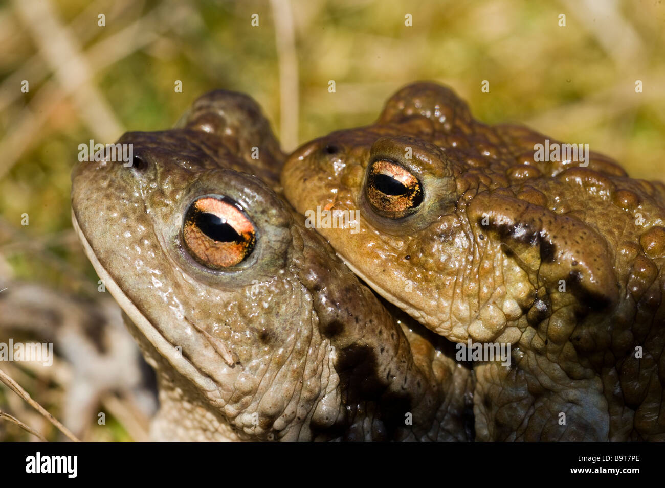 Common frog {Rana temporaria} Highlands Scotland Arbriacan water mating ...