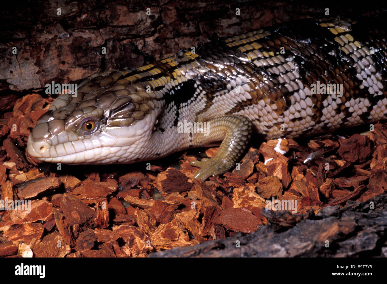 TEastern Blue-tongued head, Tiliqua scincoides, Scincidae, Australia ...