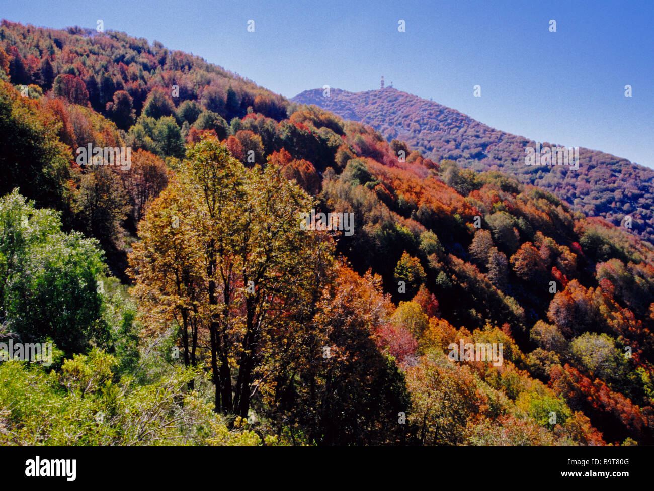 Forest of Southern Beeches (Nothofagus Macrocarpa) on Cerro Roble Hill ...