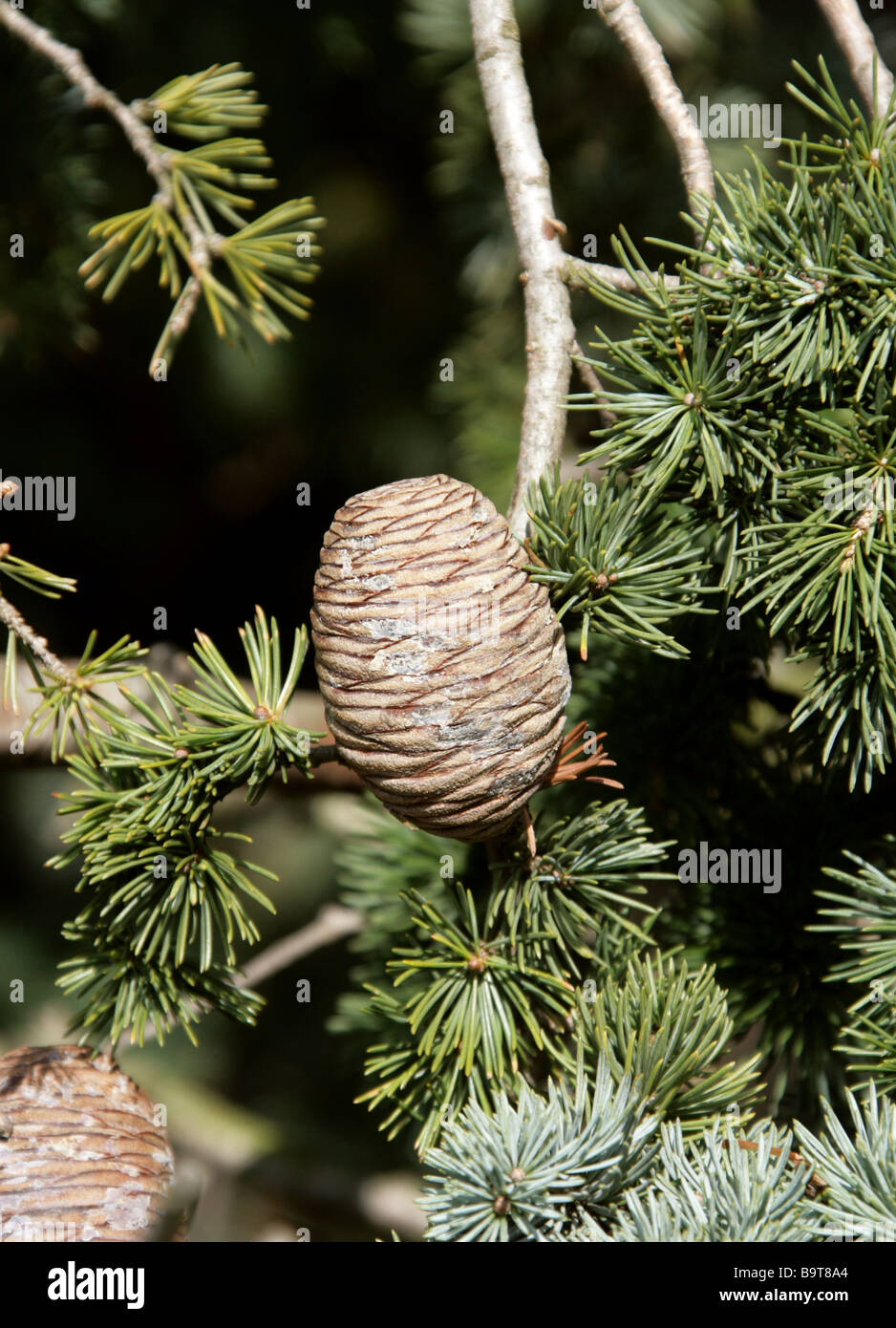 Atlas cedar cone seed hi-res stock photography and images - Alamy